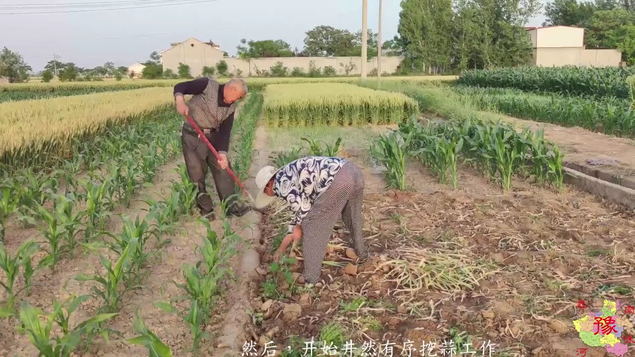 Rural life in Henan, China-digging garlic。河南农村生活——挖大蒜 - YouTube