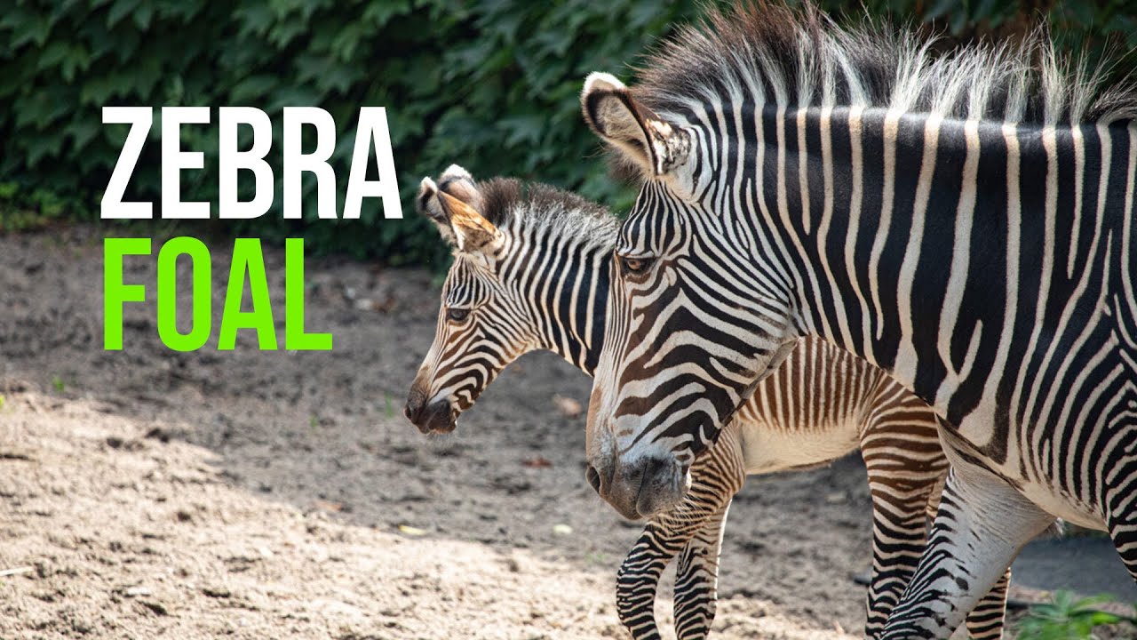 Endangered Grevy’s Zebra Born at Lincoln Park Zoo - YouTube