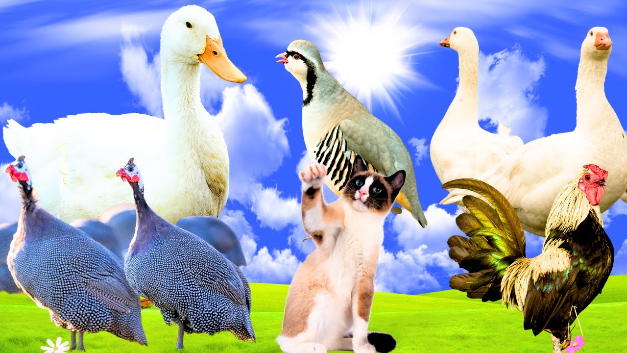 DUCKS TALKING: CAT PLAYING, PARROT TALKING, HEN CHICKS ,PEARL HENS ...