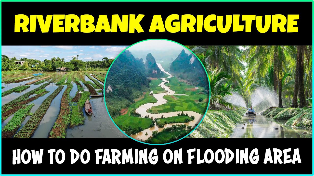 Riverbank Agriculture | How to do farming on Flooding Area - YouTube