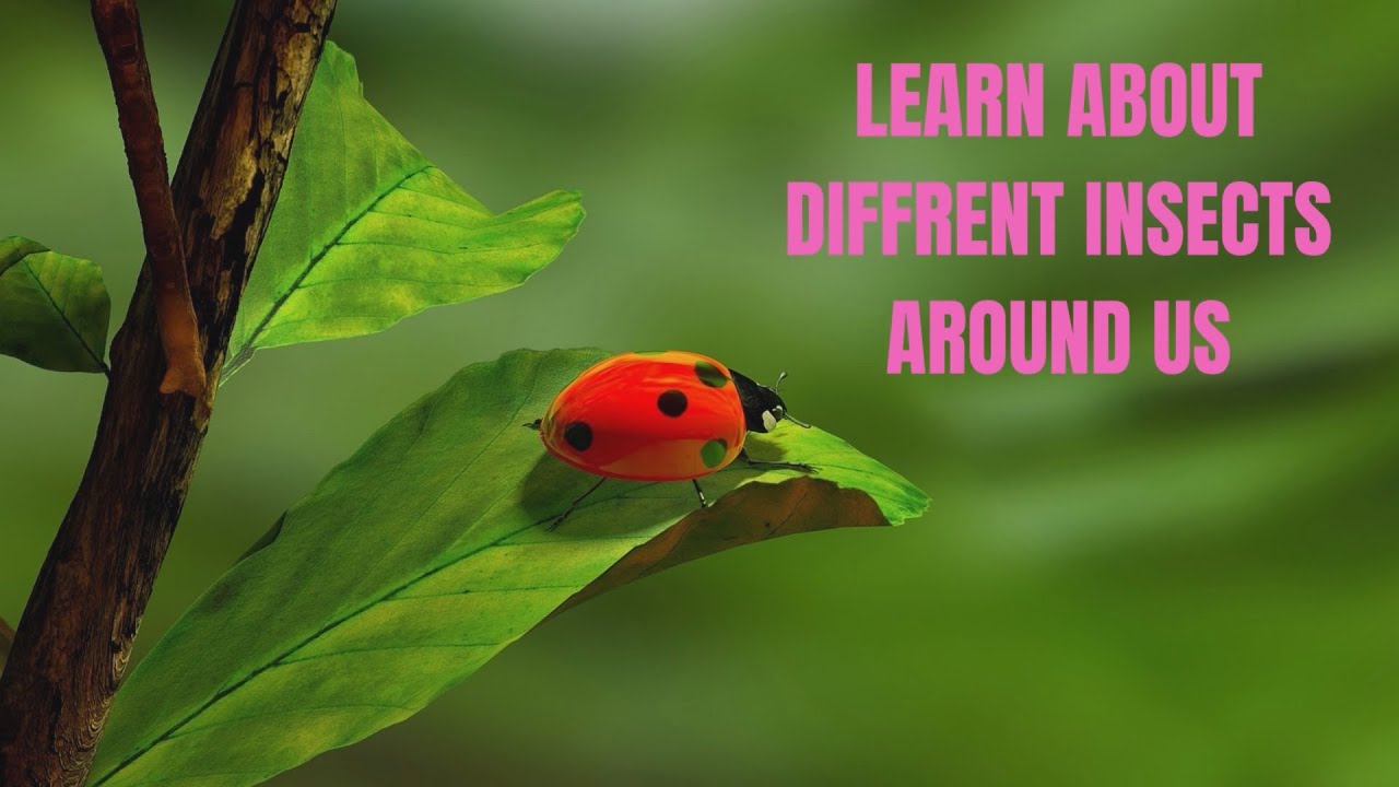 KID FIRST EDUCATION | LEARN ABOUT SOME INSECTS | HURRY ! # ...