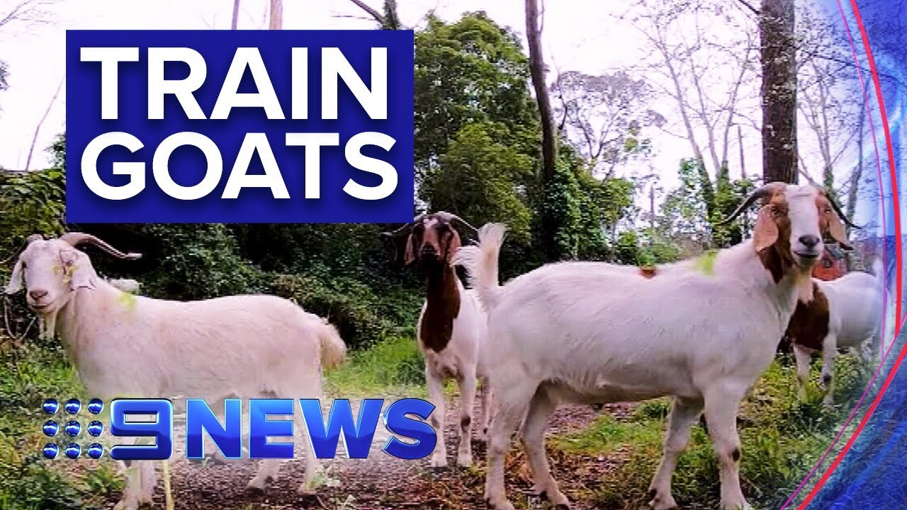 Goats clearing overgrown Melbourne station | Nine News Australia - YouTube