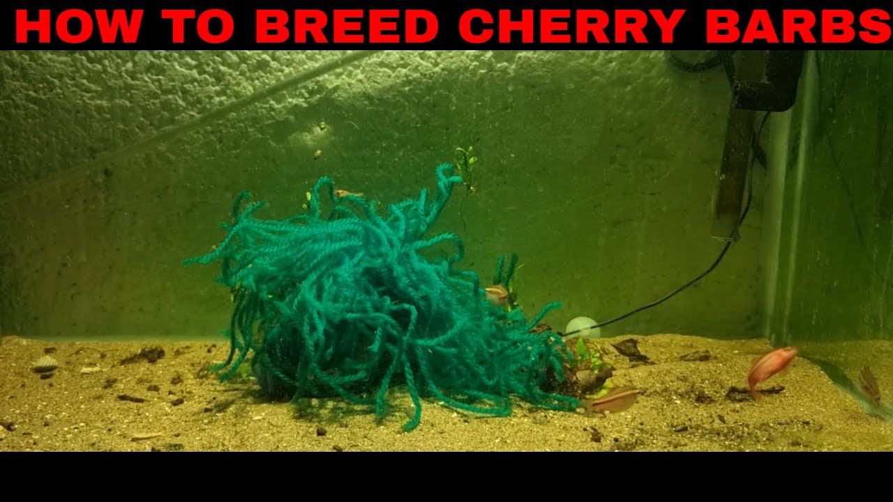 How To Breed Cherry Barbs Part 1 - YouTube