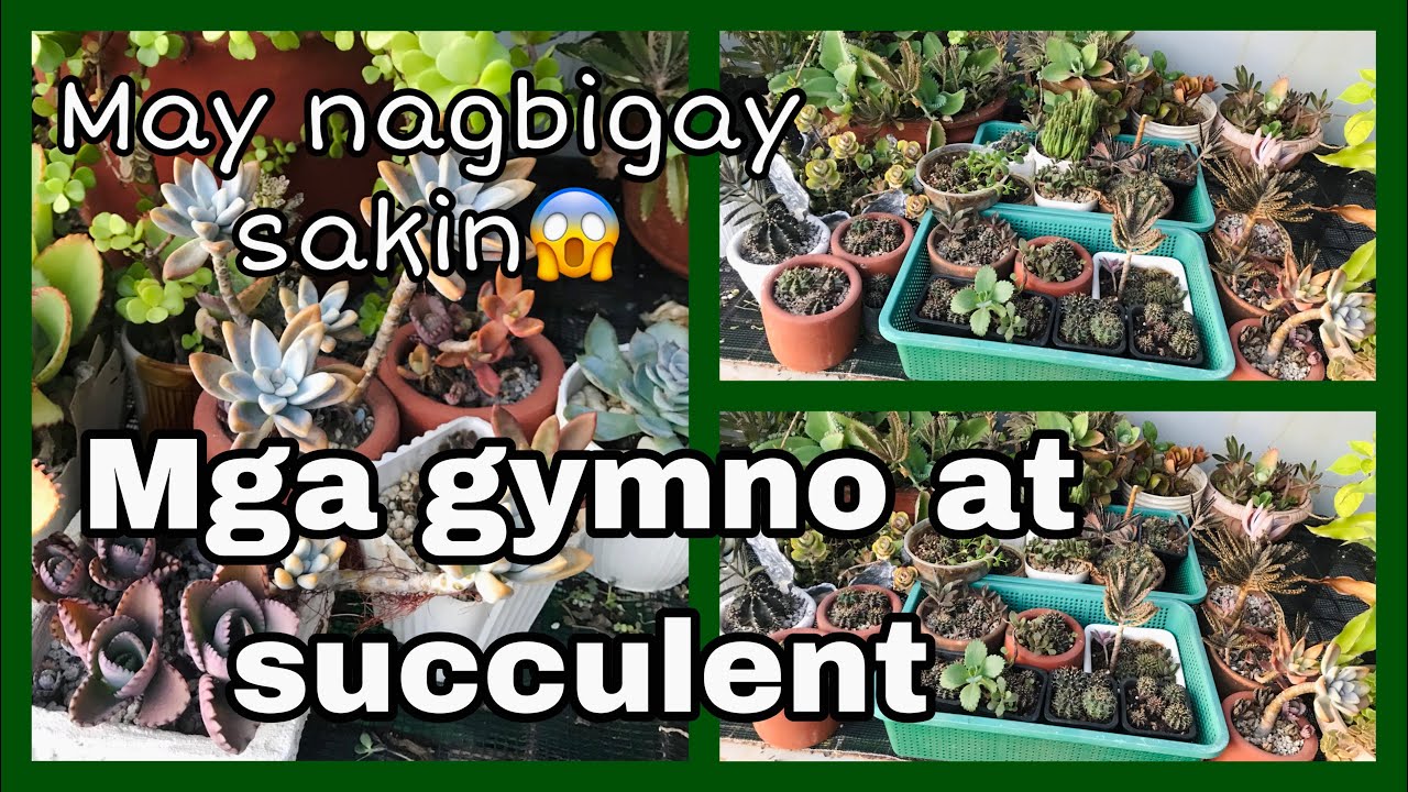 Vlog mga gymno at succulent na bigay ng isang kaibigan. #vlog # ...