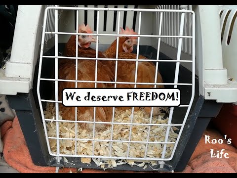 How to rehome ex battery hens. - YouTube
