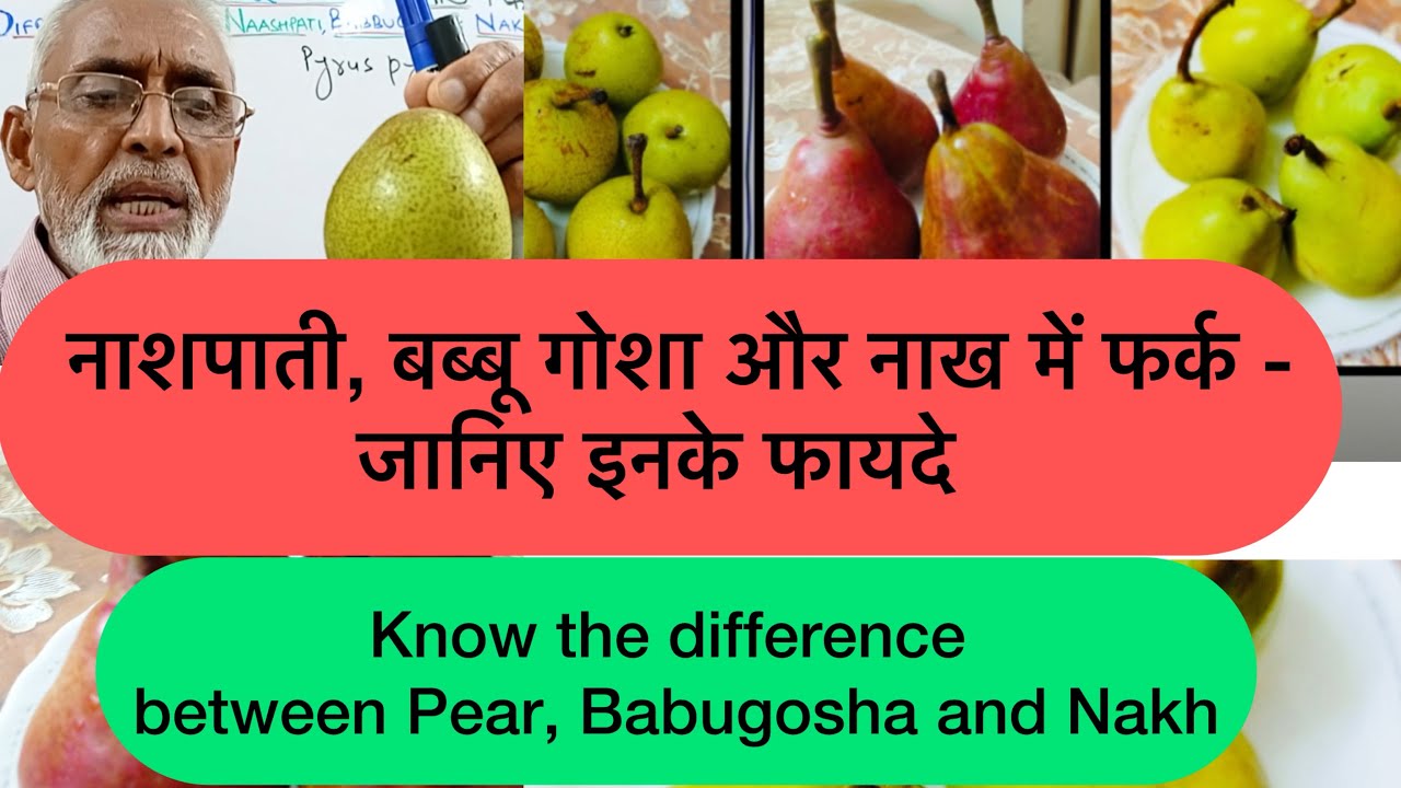 नाशपाती, बब्बू गोशा और नाख में फर्क - जानिए इनके फायदे | Difference ...