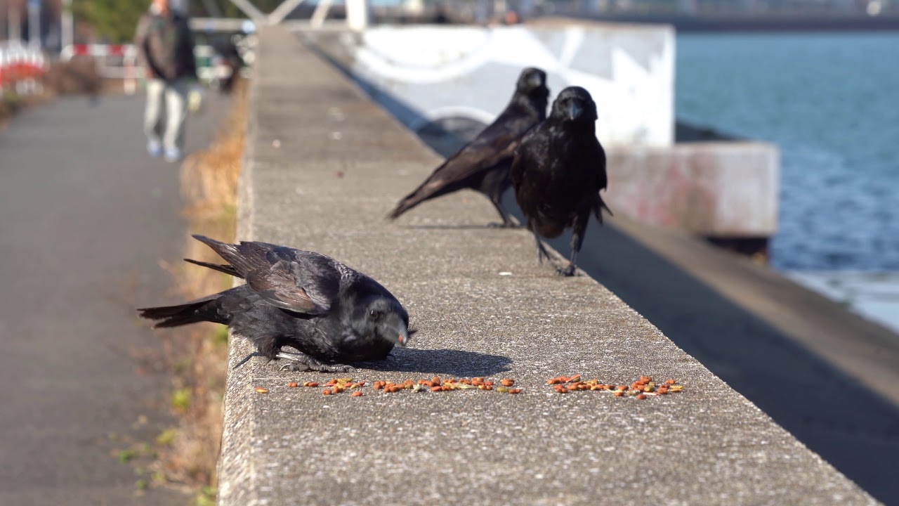 2020 Bay Side Crows - YouTube