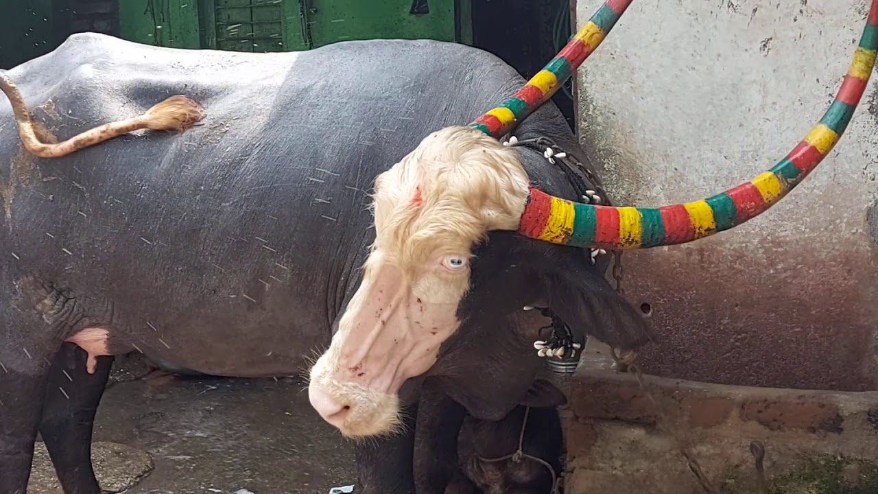 Nagpuri Buffalo sardar - YouTube