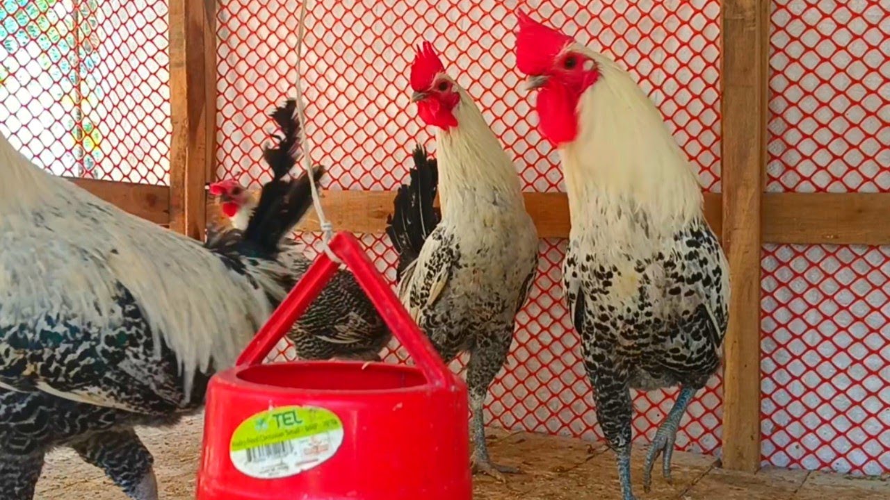 egyptian faumi chicken - YouTube