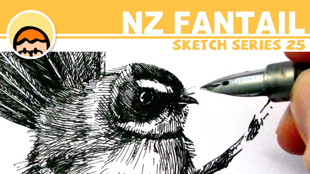 Drawing A New Zealand Fantail - YouTube