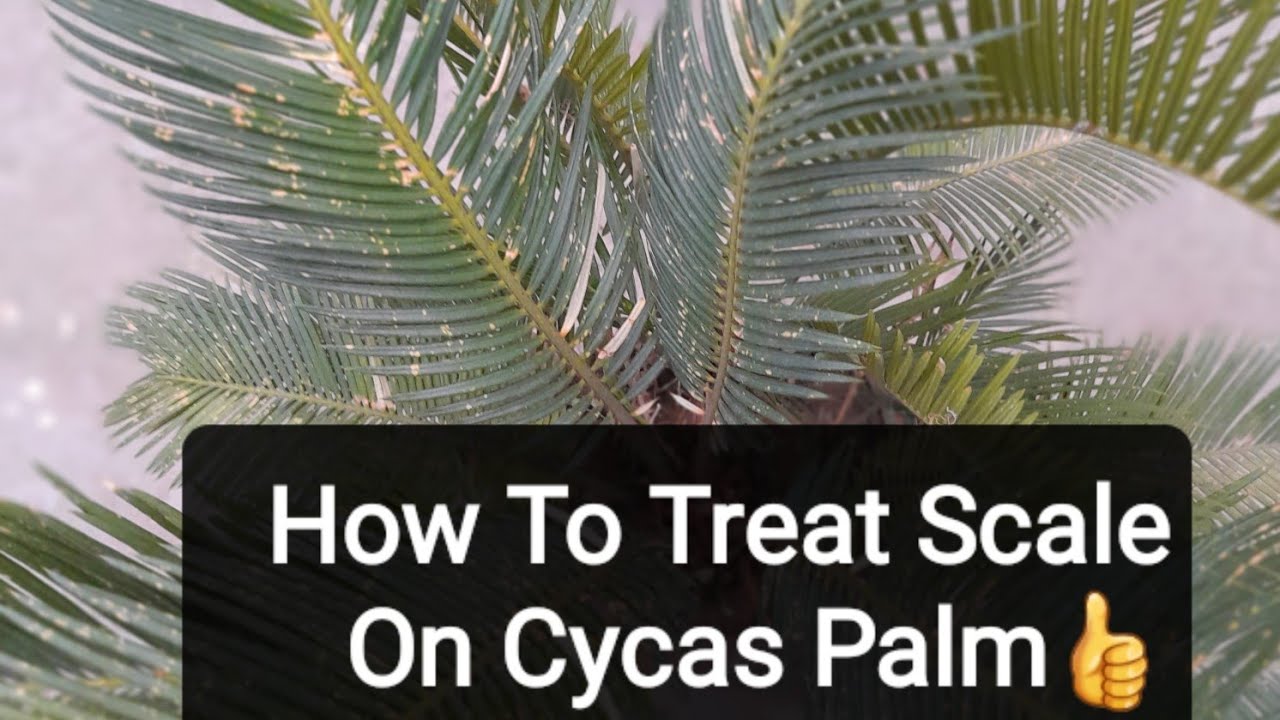 Scale insect treatment/How to get rid of Scale on Cycas plam(Sago plam ...