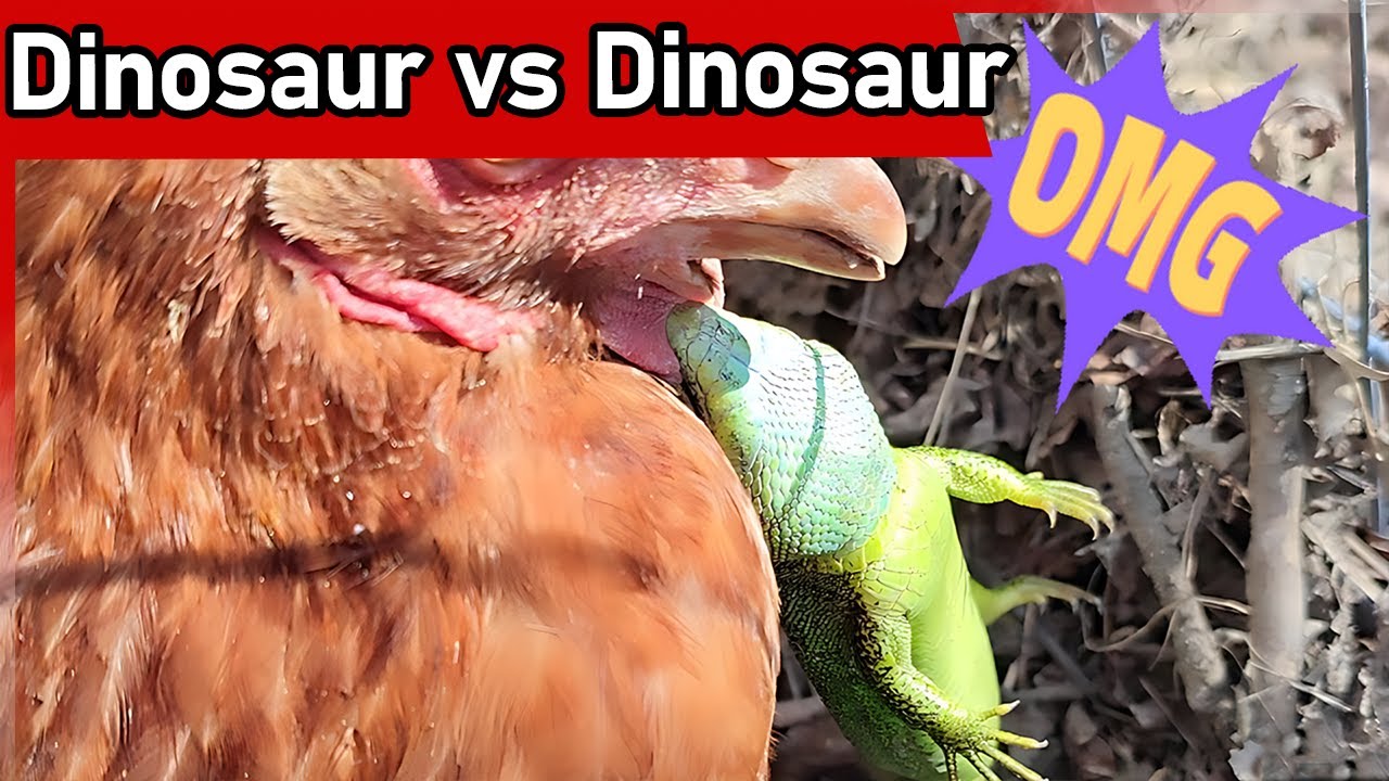 Jaw-Dropping Encounter: Lizard vs. Chicken! - YouTube