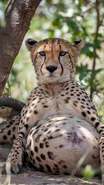 Pregnant Cheetah's SHOCKING Sudden Birth! - YouTube