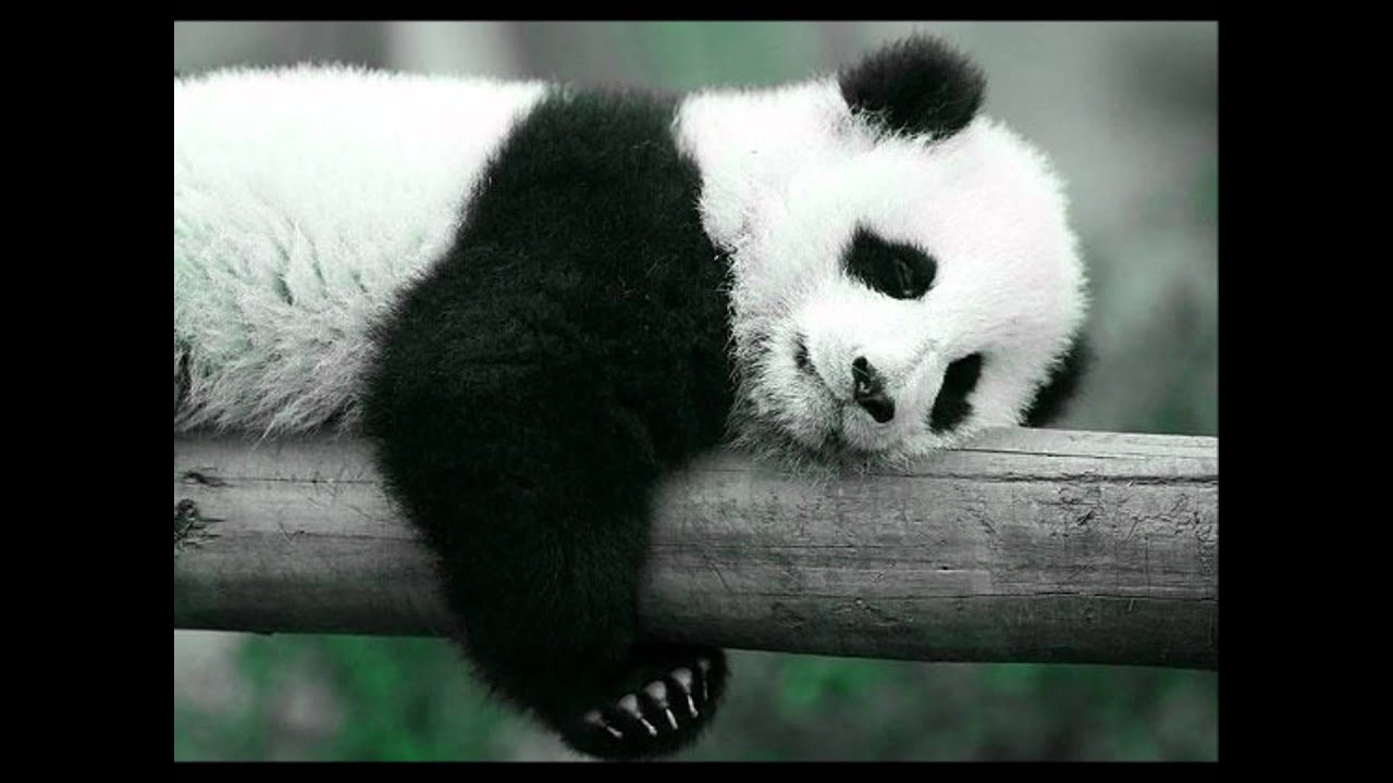 Owl City, "Panda Bear" (lyrics) - YouTube