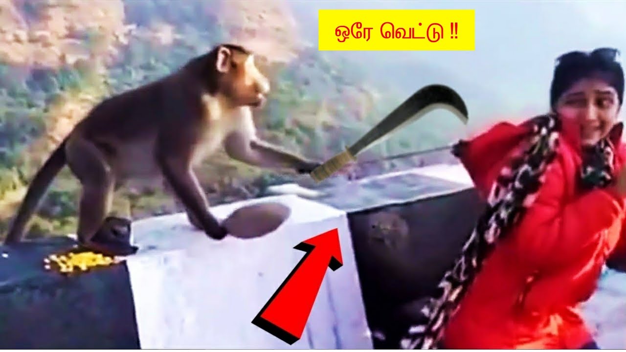 குரங்கு செய்யும் காமெடி சம்பவங்கள் பகுதி -2 | Monkey Funniest Moments ...