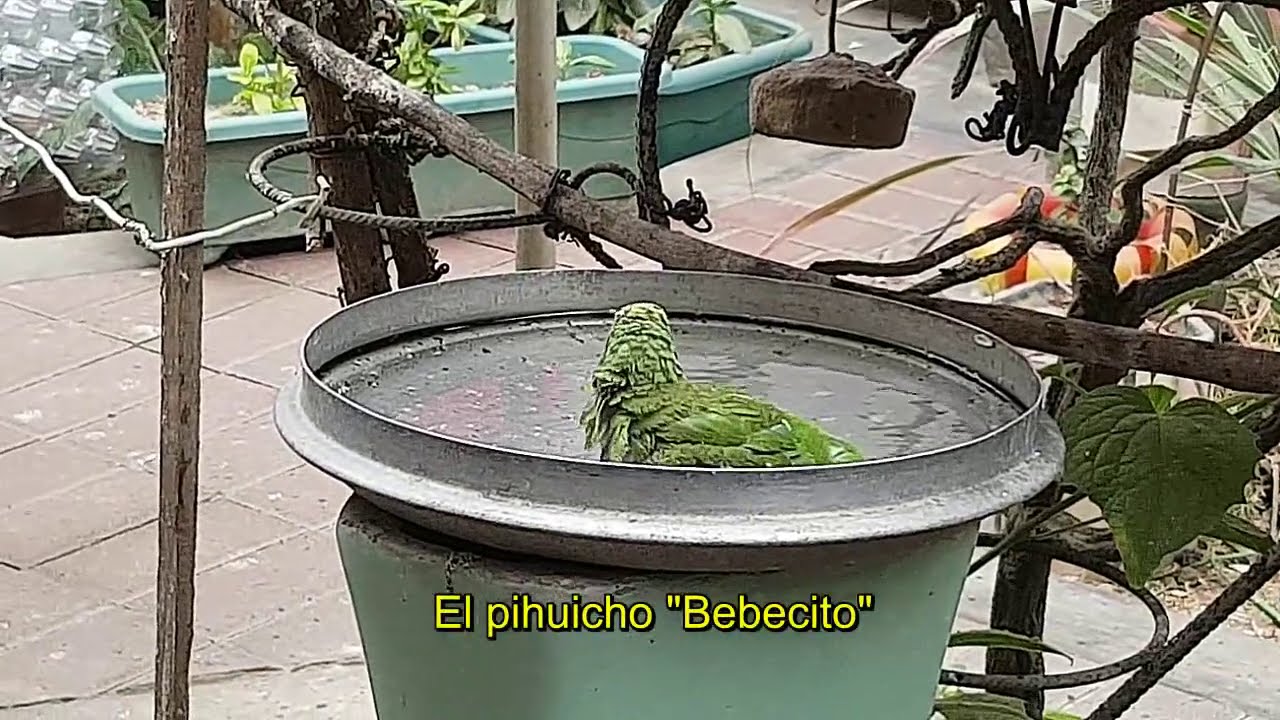 El pihuicho "Bebecito" bañándose - YouTube