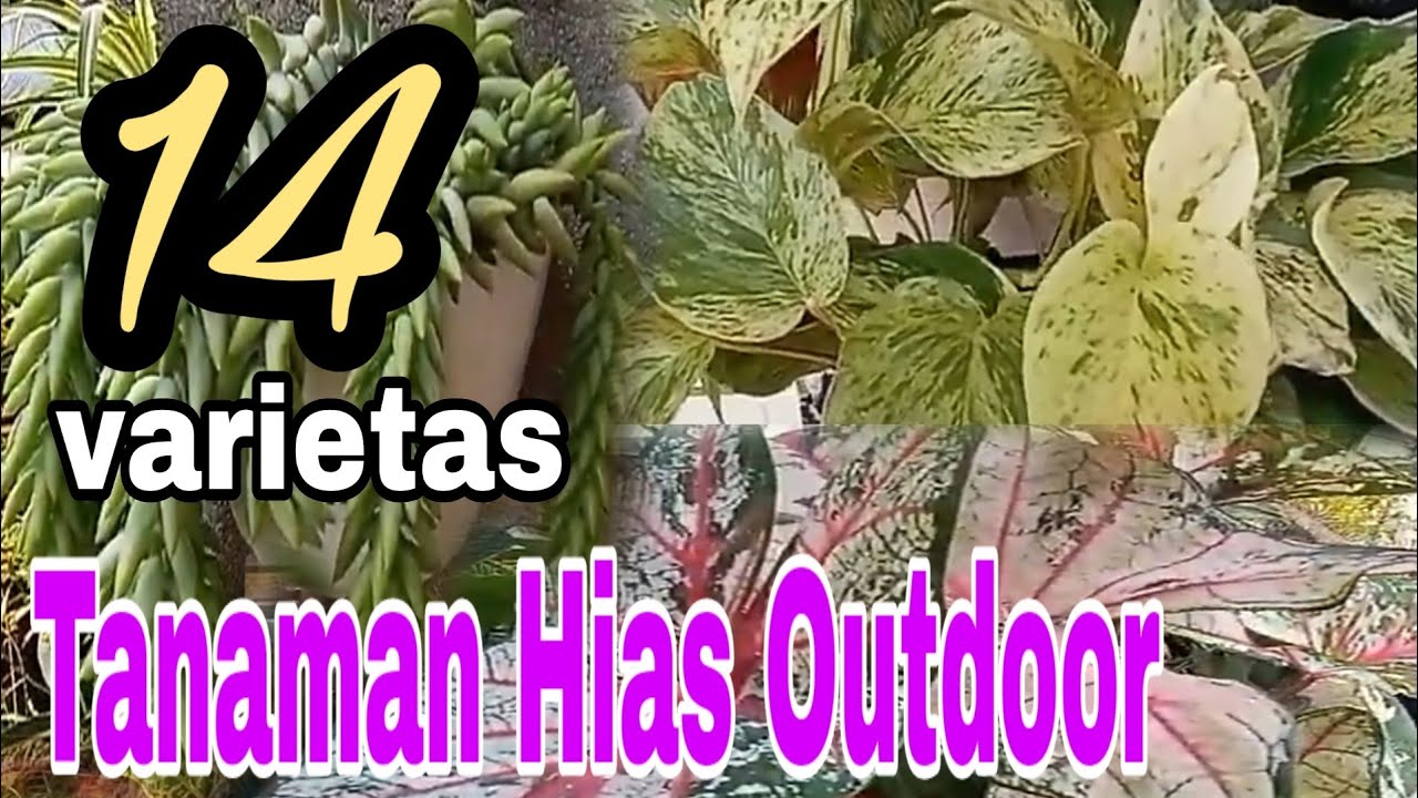 14 tanaman hias untuk teras rumah - YouTube