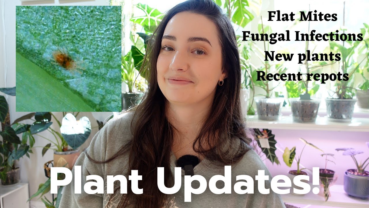 Plant Updates Since the New Year! Finding More Flat Mites, Fungal ...