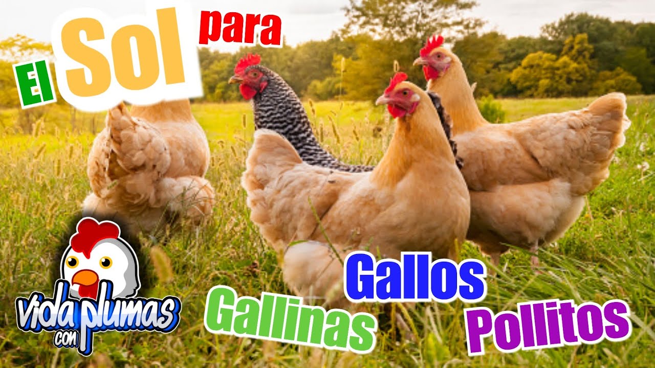 El sol para las gallinas, gallos y pollitos (Muy importante que lleven ...