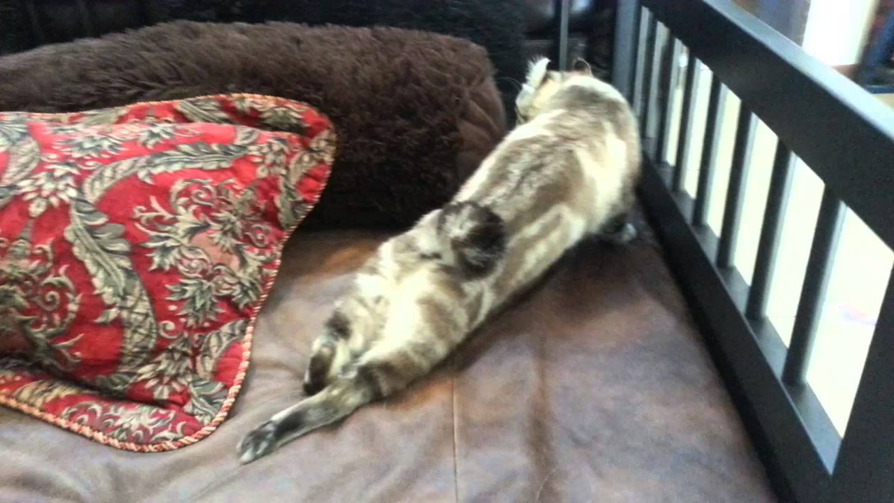 Mokave Jag Cat 2013 Machiato 1 - YouTube