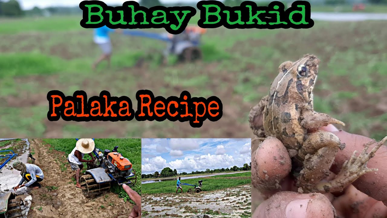 PALAKA RECIPE/PAG-HAHANDA NG MAIN CROPPING(PALAY-RICE) BUHAY BUKID ...