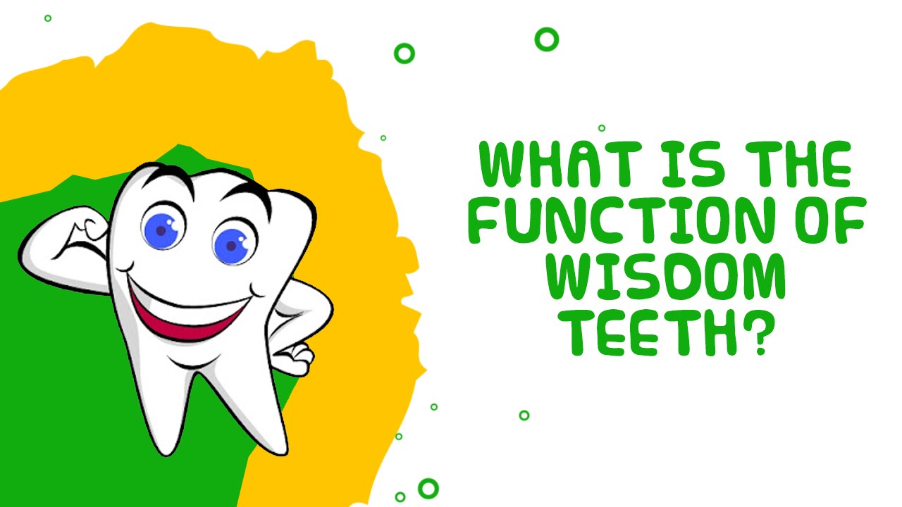 What Is The Function Of Wisdom Teeth? | Teeth Ache | Tell Me Why - YouTube