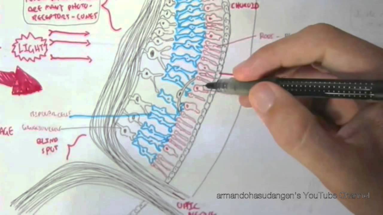 Why study the retina? Harvard's Josh Sanes Explains - YouTube