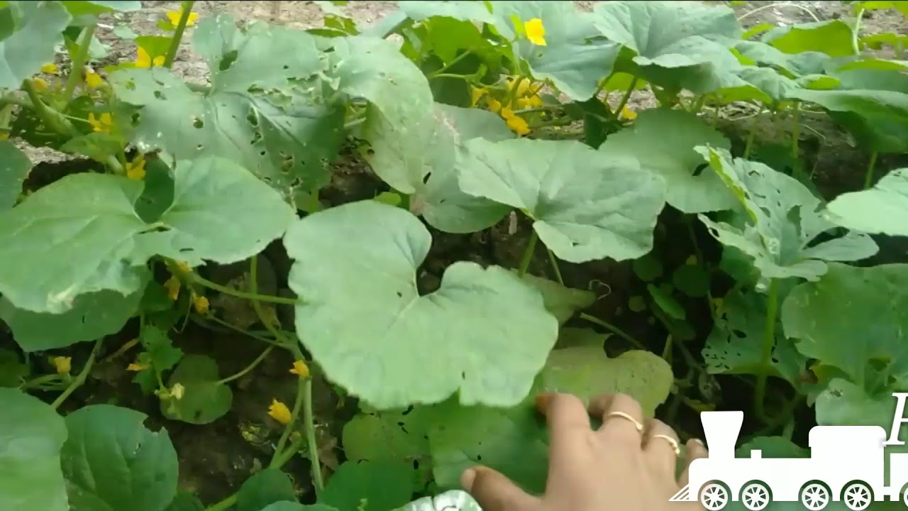 வெள்ளரி கொடி வளர்ப்பு / how to make cucumber plant / vellari chedi ...