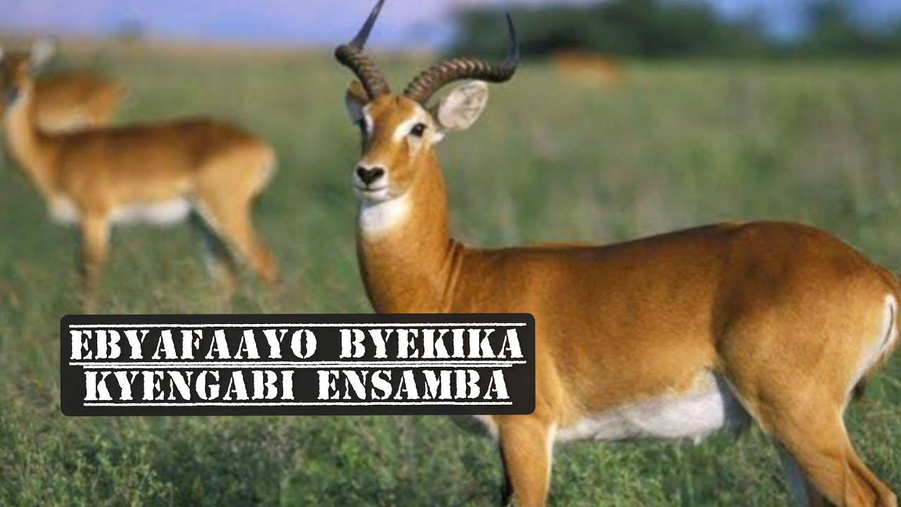 Manya ebikwata ku Kika Ky'engabi Ensamba - YouTube