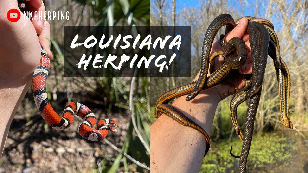 Epic Spring Snake Hunting in Louisiana! Finding Dozens of Snakes Under ...