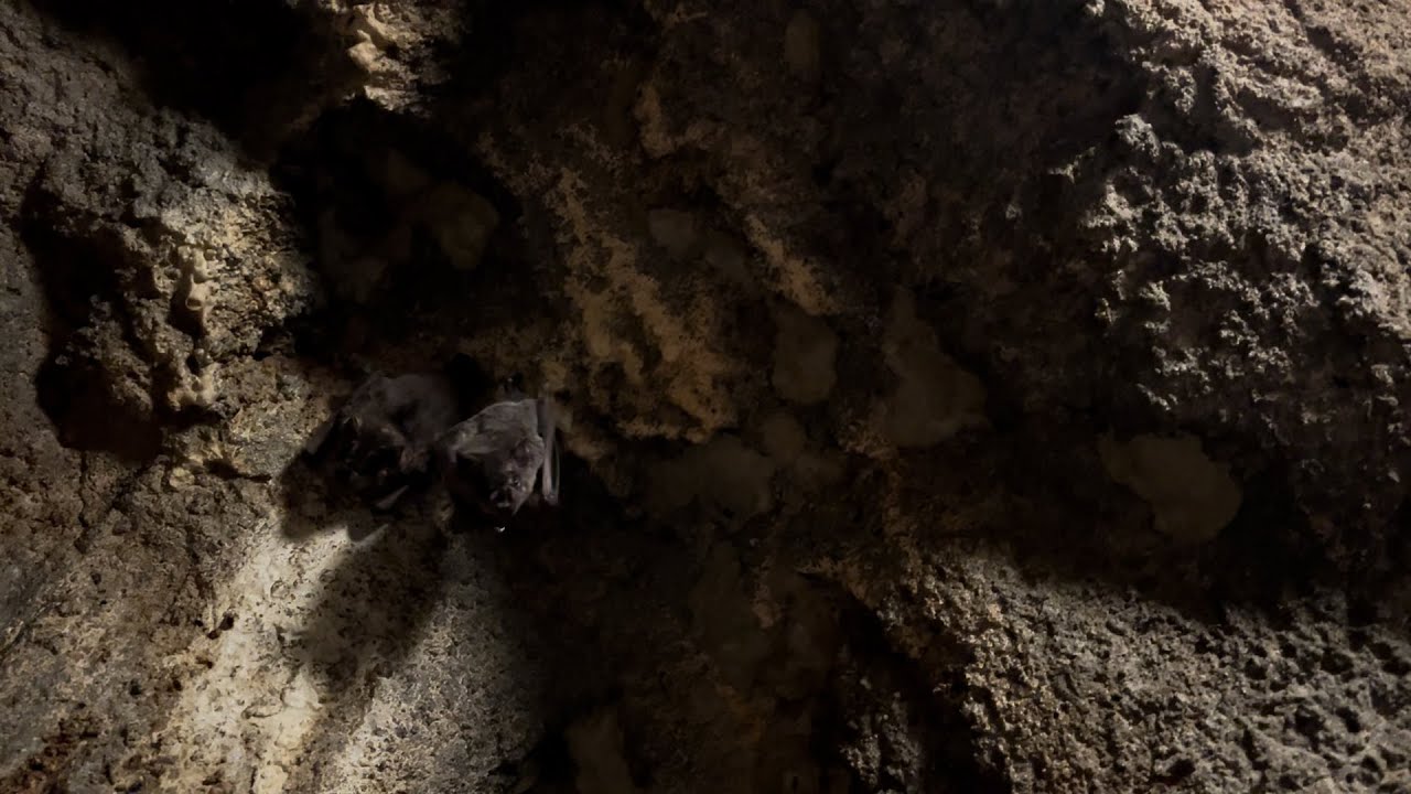 Fangs, Fruit, and Flight: Celebrating Bat Appreciation Month - YouTube
