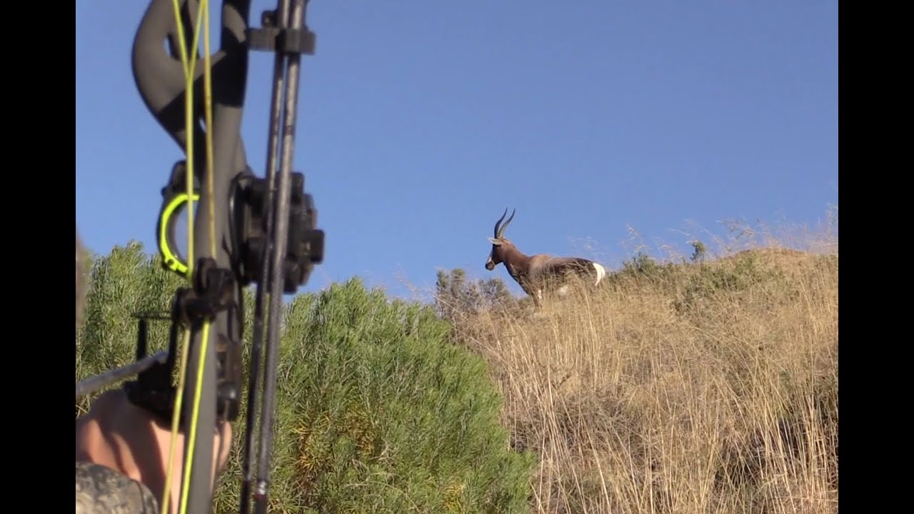 Epic Spot and Stalk Bowhunt for a Giant Bontebok - Bowhunting Africa ...