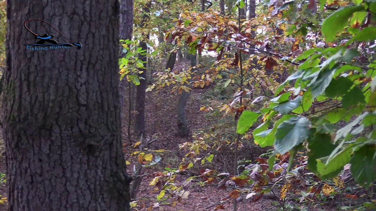 Whitetail deer hunting New Jersey 10 25 and 26 2019 - YouTube