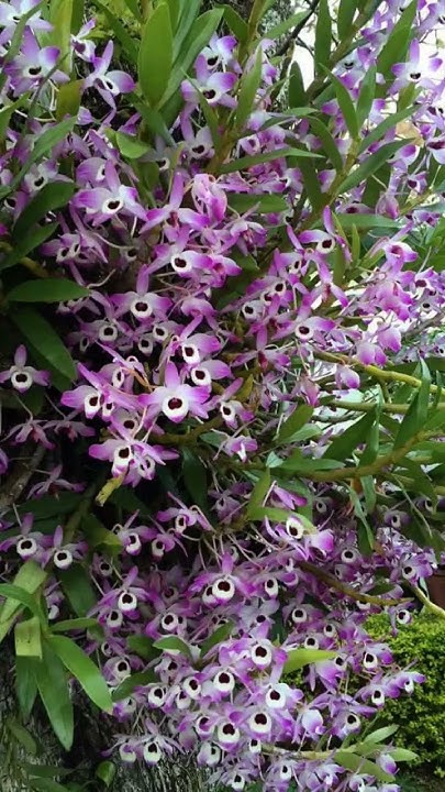 ၂၄ ေဖေဖာ္ဝါရီ ၂၀၂၅ Youtube