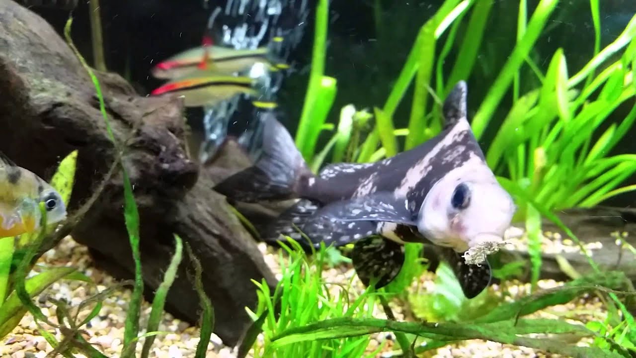 55 gallon rainbow and torpedo barb tank! - YouTube