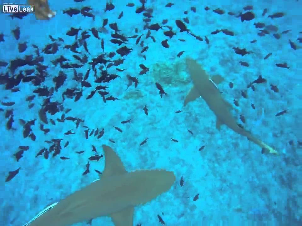 Hugging a shark... while swimming - YouTube