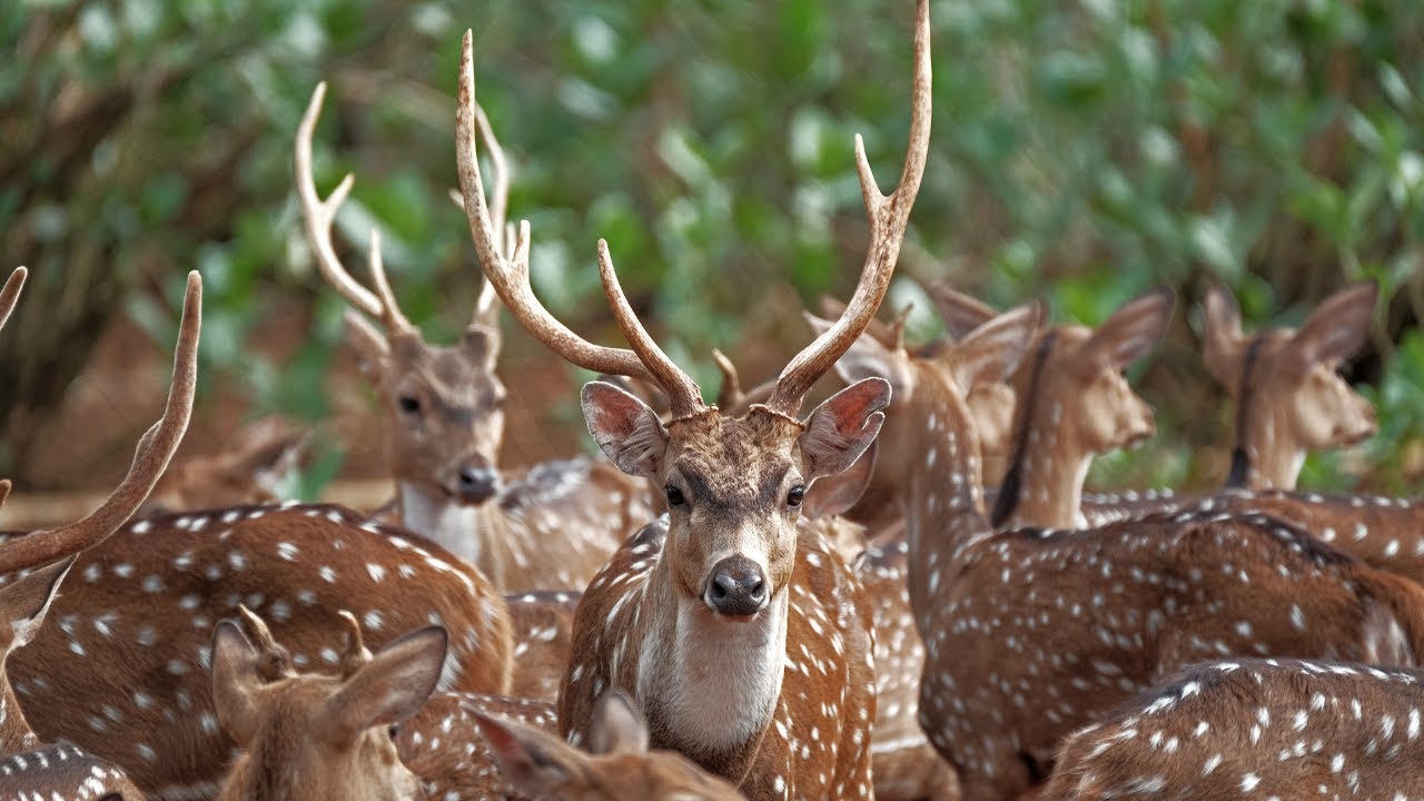 Axis Deer: Nature's Spotted Enigma - Unmasking the Secrets of the ...