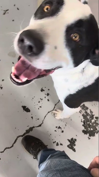 Tues fun w the big dogs - Cato, Harley, Hank, Rosie, blue, micro, Luna ...