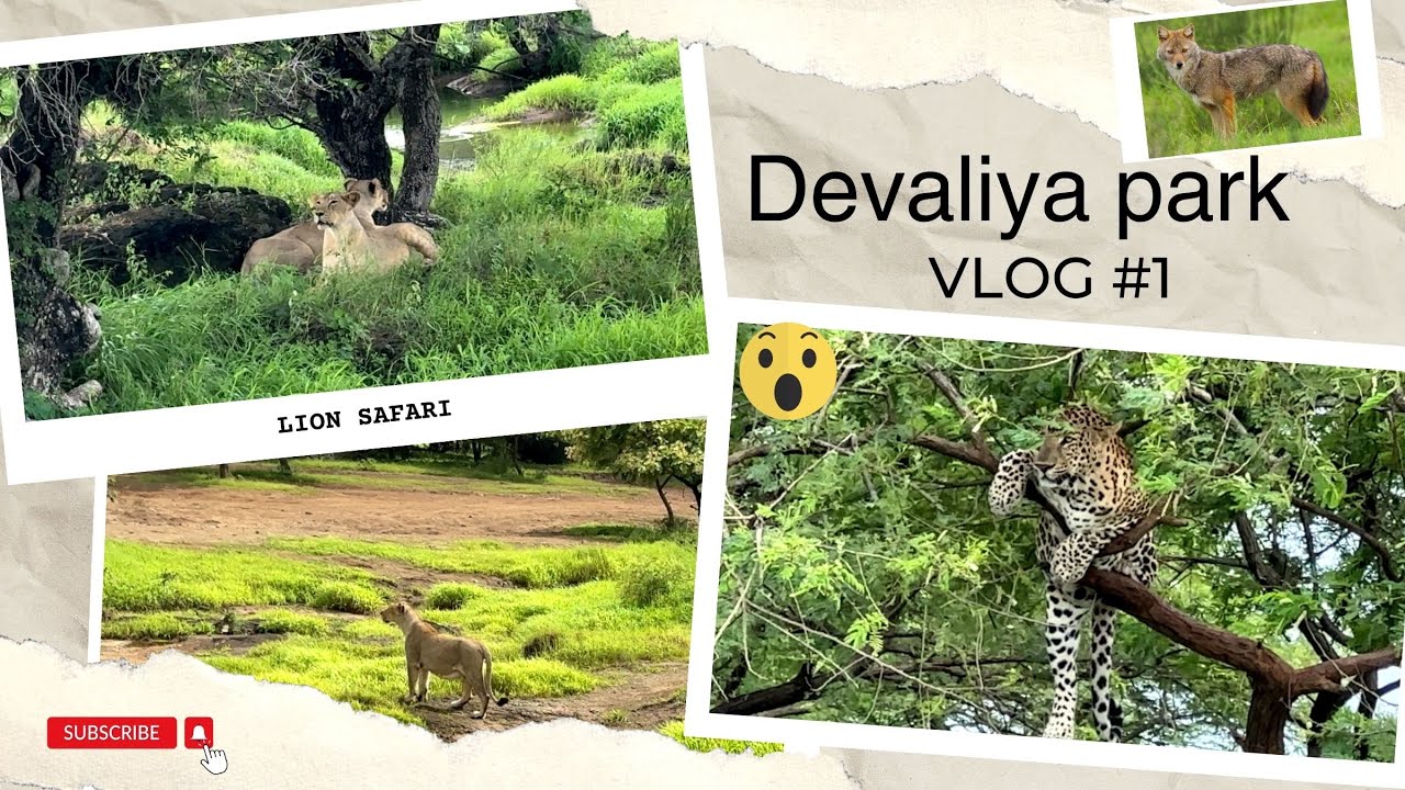 "Close Encounters with Lions & Leopard at Devaliya Park Safari | Sasan ...