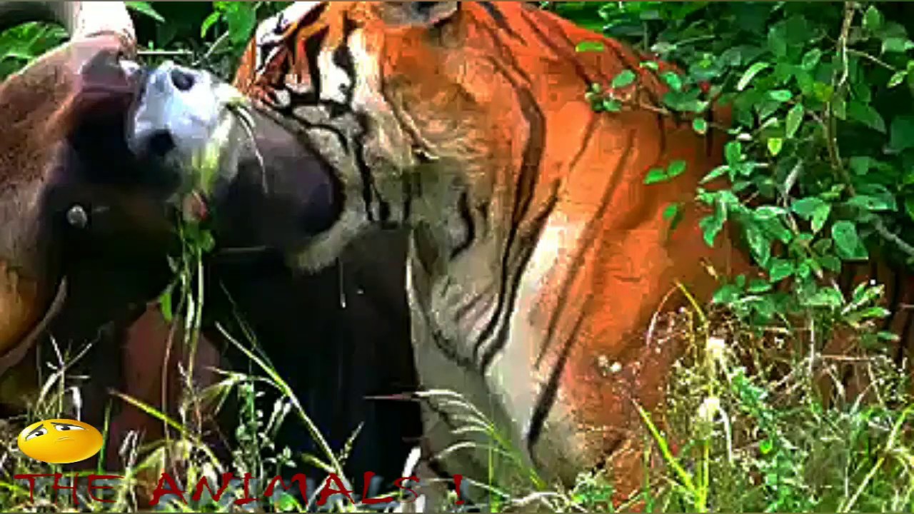 TIGER ATTACKS BUFFALO IN INDIA !!! - YouTube