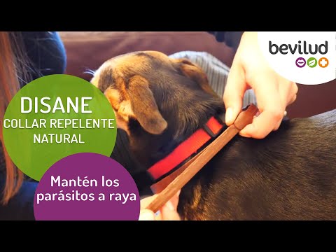 Disane - Collar Repelente Natural para Perros 🐶