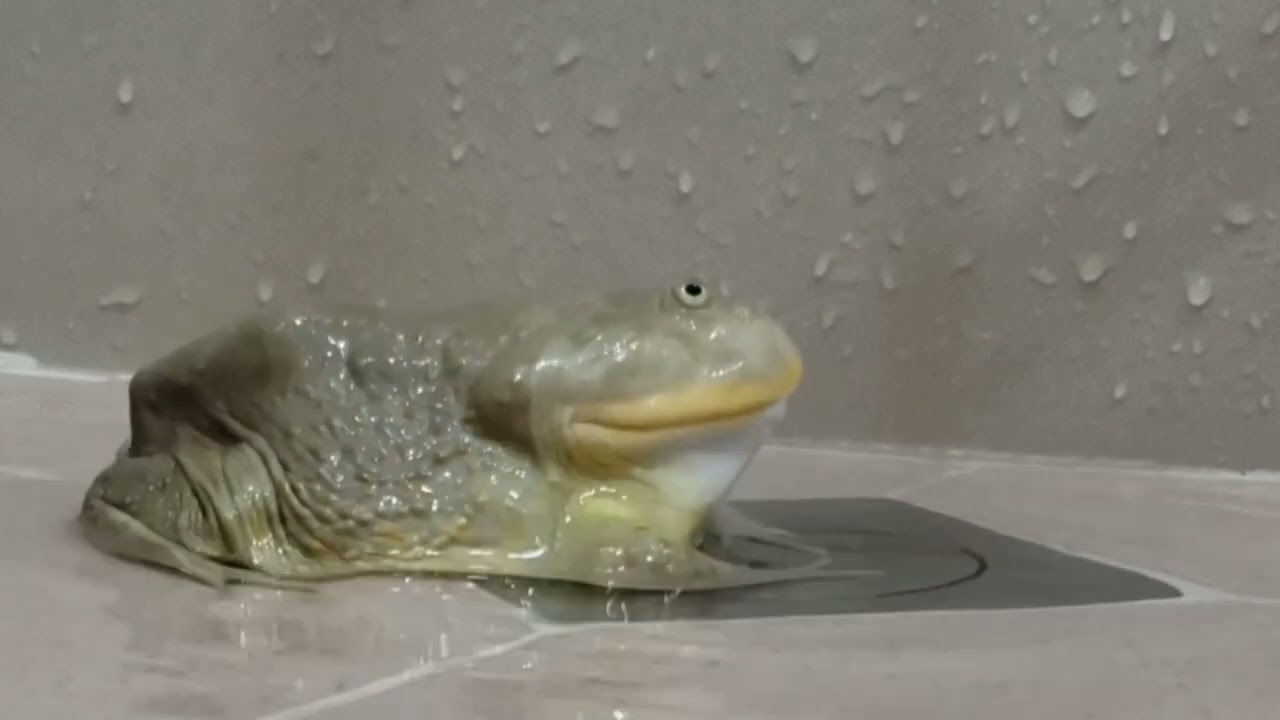 Budgett's Frog : *YAWN* - YouTube