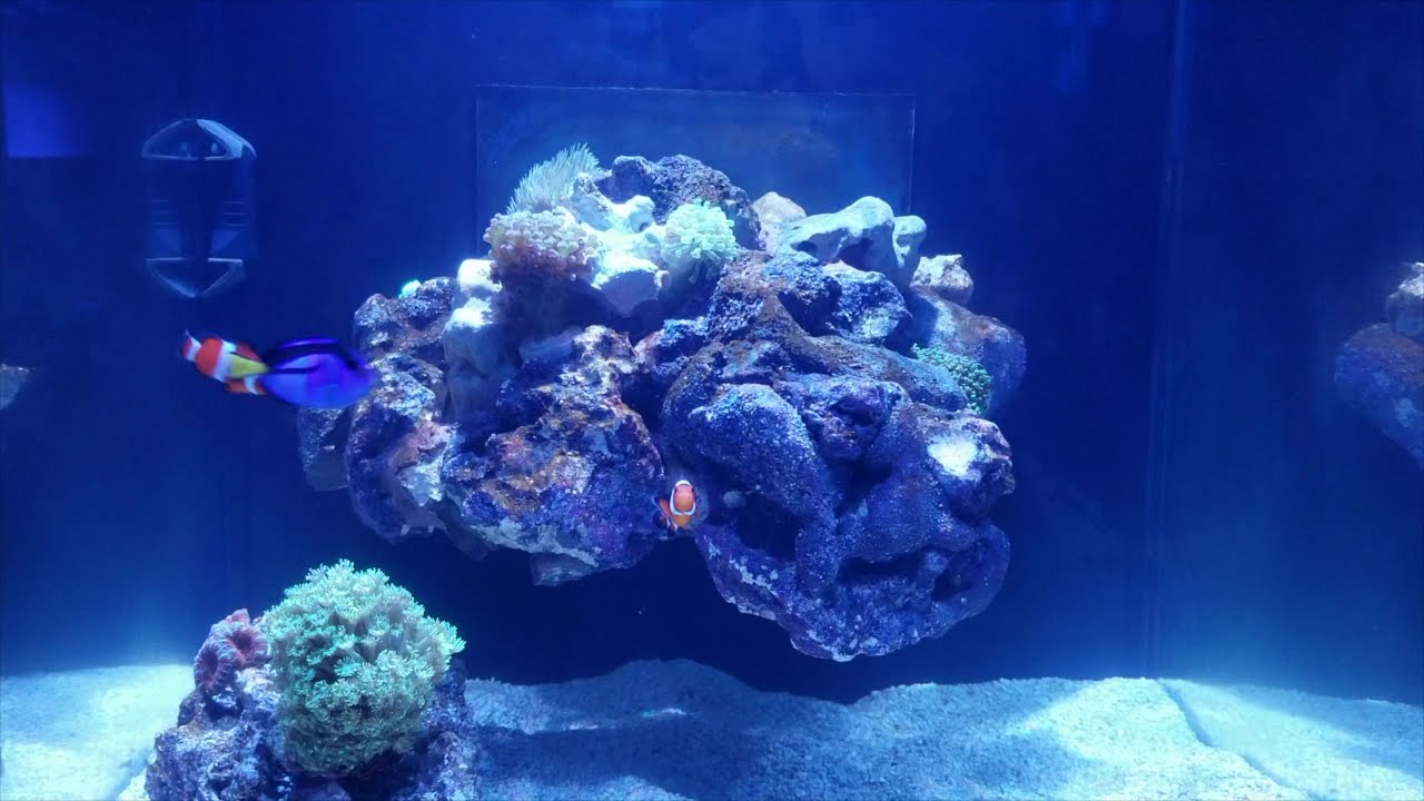Waterbox 20 Gallon Cube Reef Tank - YouTube