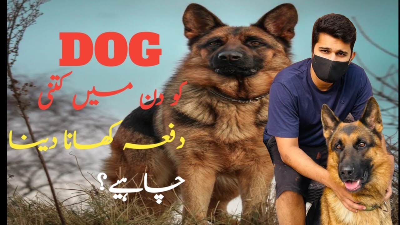 Perfect Feeding Routine for Your Dog Explained! @German-Shepherd-LG ...