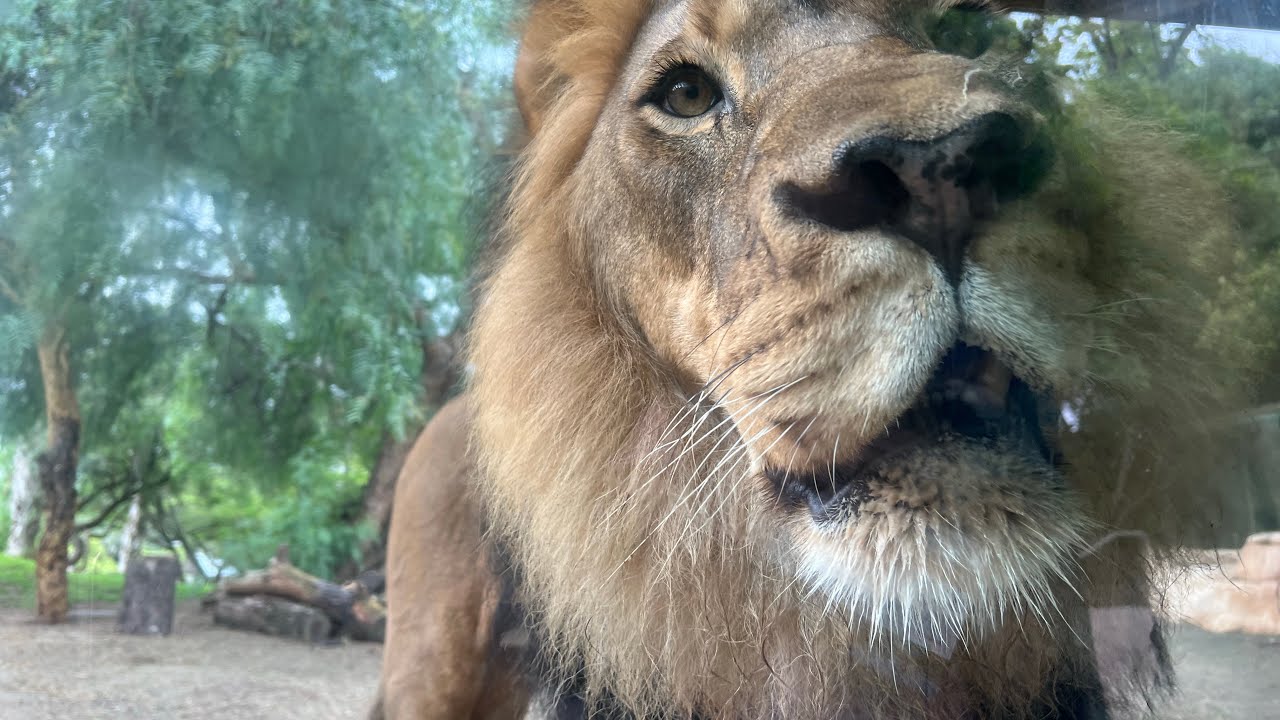 🦁Meet Bo The New African Lion👑~ San Diego Zoo Safari Park ~ 6/19/2023 ...