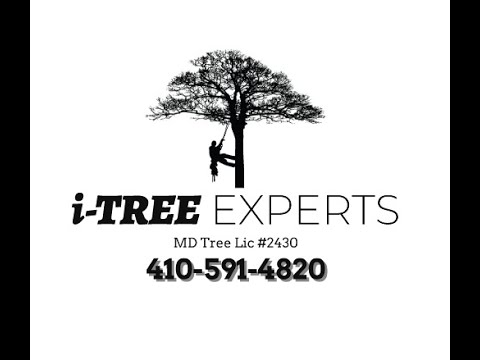 I-Tree Experts, Tree Service Maryland - YouTube