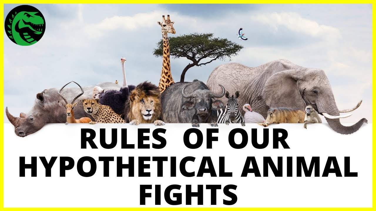 Rules of our Hypothetical Animal Fights - YouTube