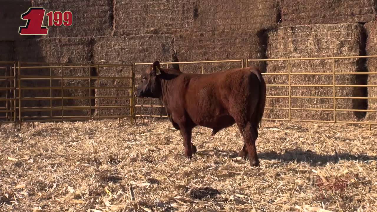 Beckton Red Angus 2014 Sale Lot 199 - YouTube