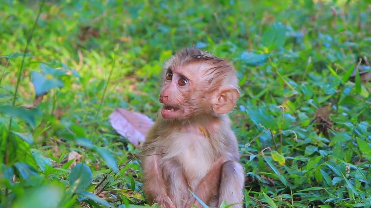 Poor Little Baby Need Care | Amazing Short - YouTube