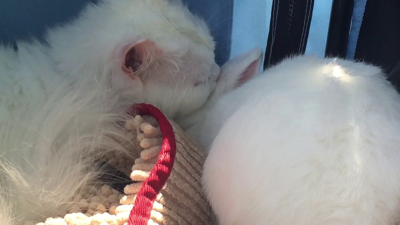 Cat grooming a rabbit - YouTube